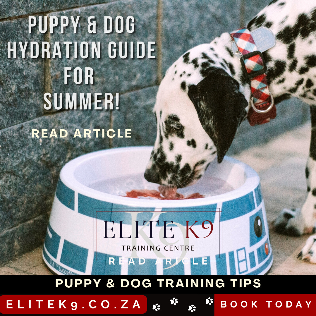 Puppy & Dog Hydration Guide for Summer! - Elite K9 Training Centre ...