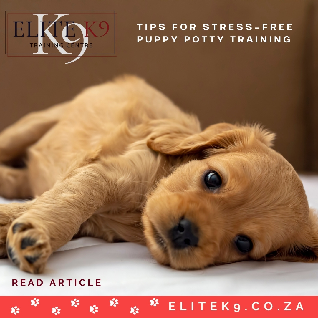Elite K9 Training Centre - Elite K9 Training Centre | Loevenstein, Cape ...