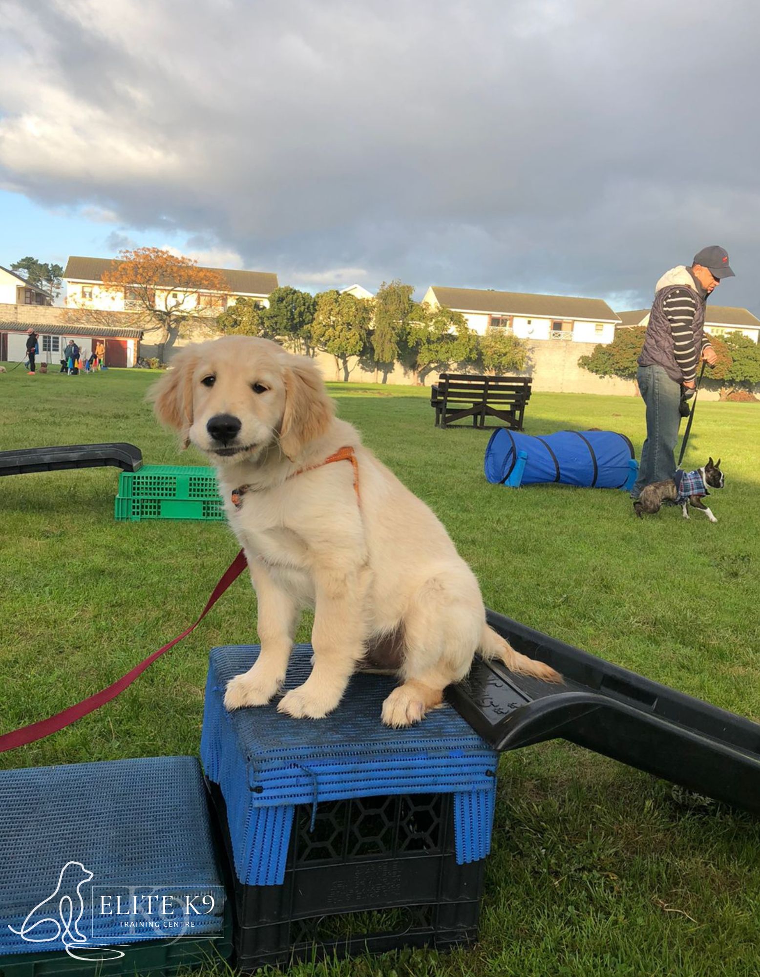 Elite K9 Training Gallery – Elite K9 Training Centre | Loevenstein ...