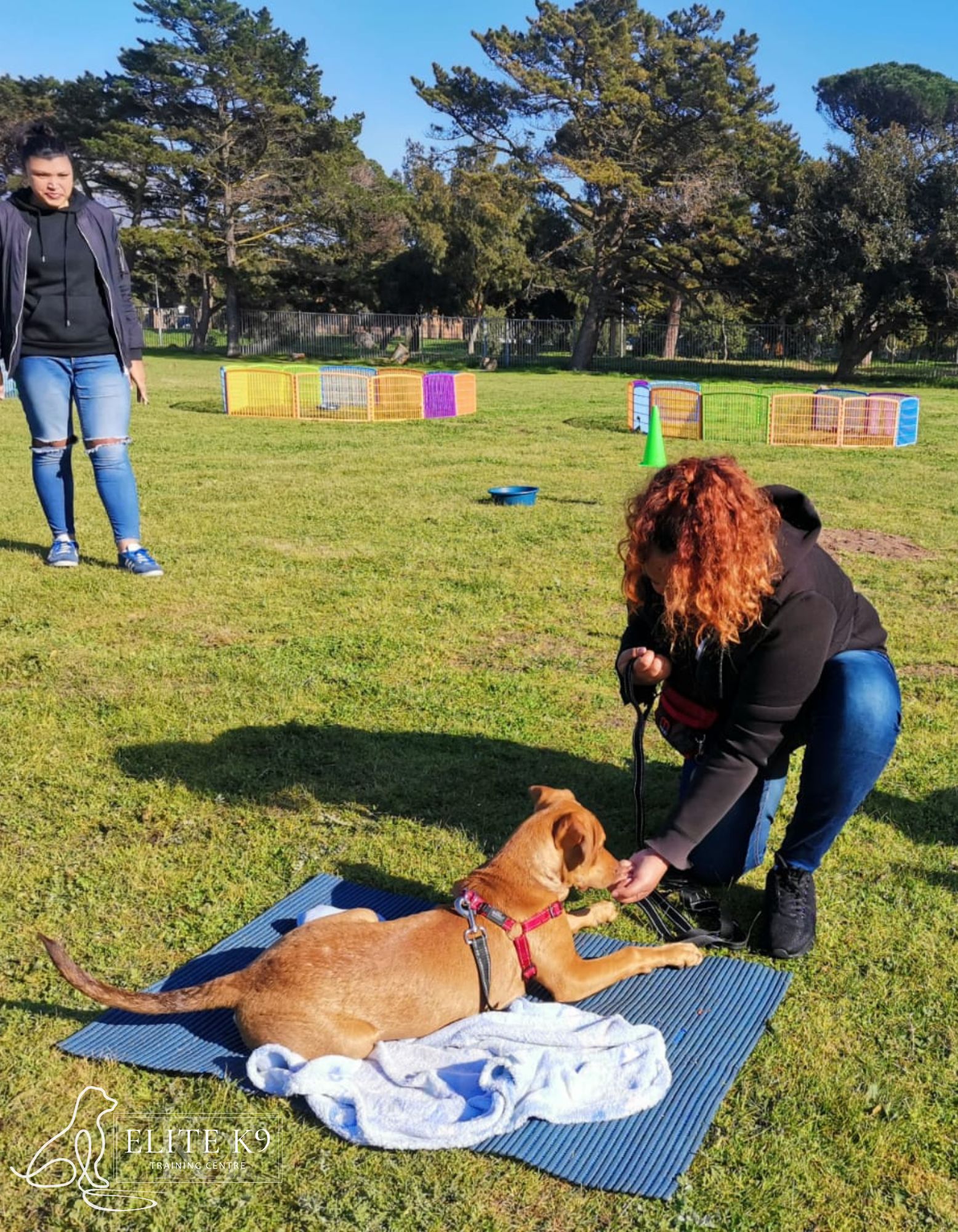 Elite K9 Training Gallery – Elite K9 Training Centre | Loevenstein ...